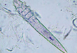 Zoetis